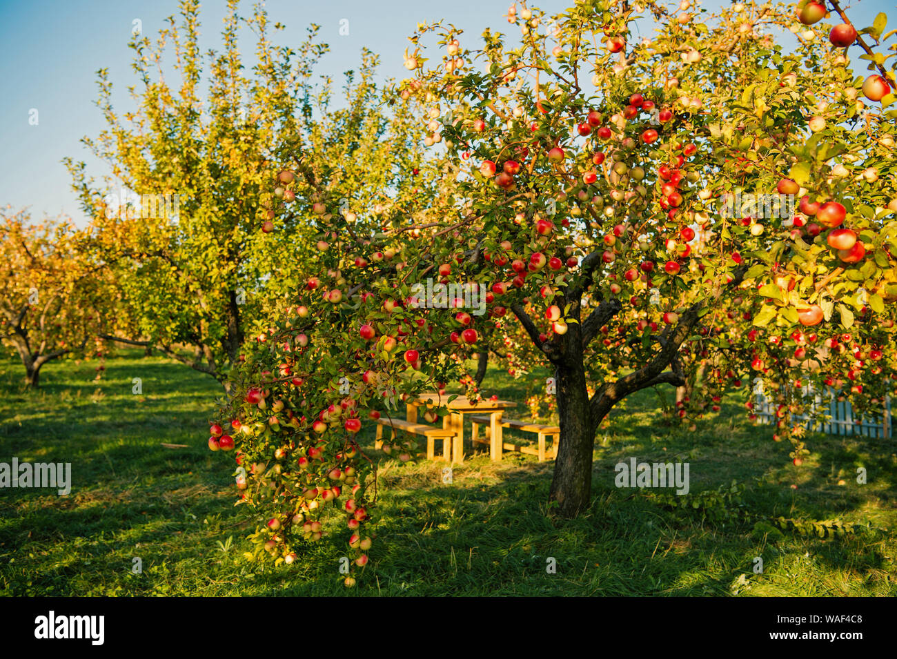 Apple garden nature background sunny autumn day. Gardening and ...