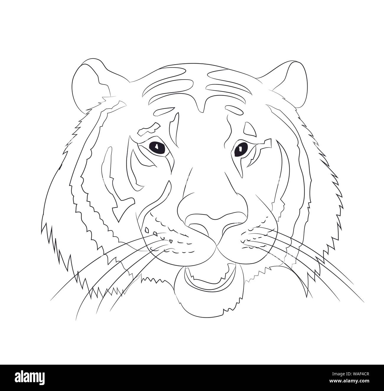 portrait of tiger lines, vector, white background Stock Vector Image ...