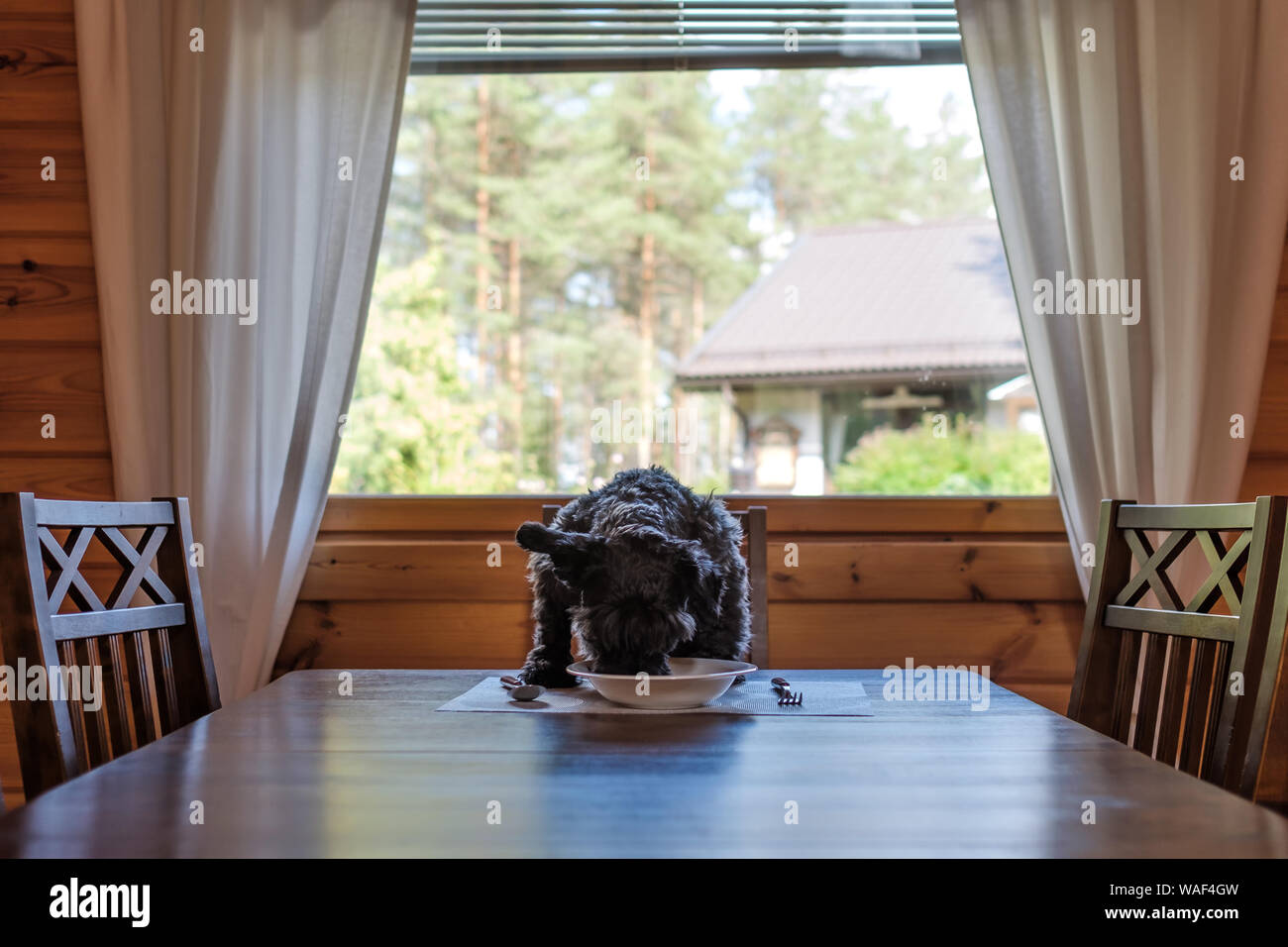 Cute small black dog eating tasty cookies on kitchen table Stock Photo ...