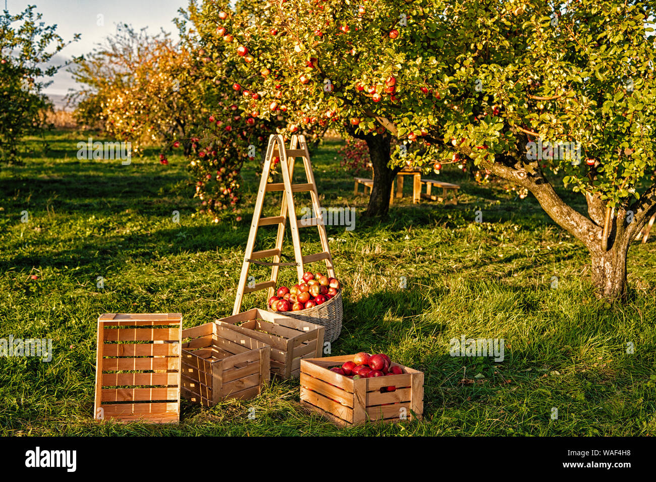 Gardening and harvesting. Fall apple crops harvesting in garden. Apple ...