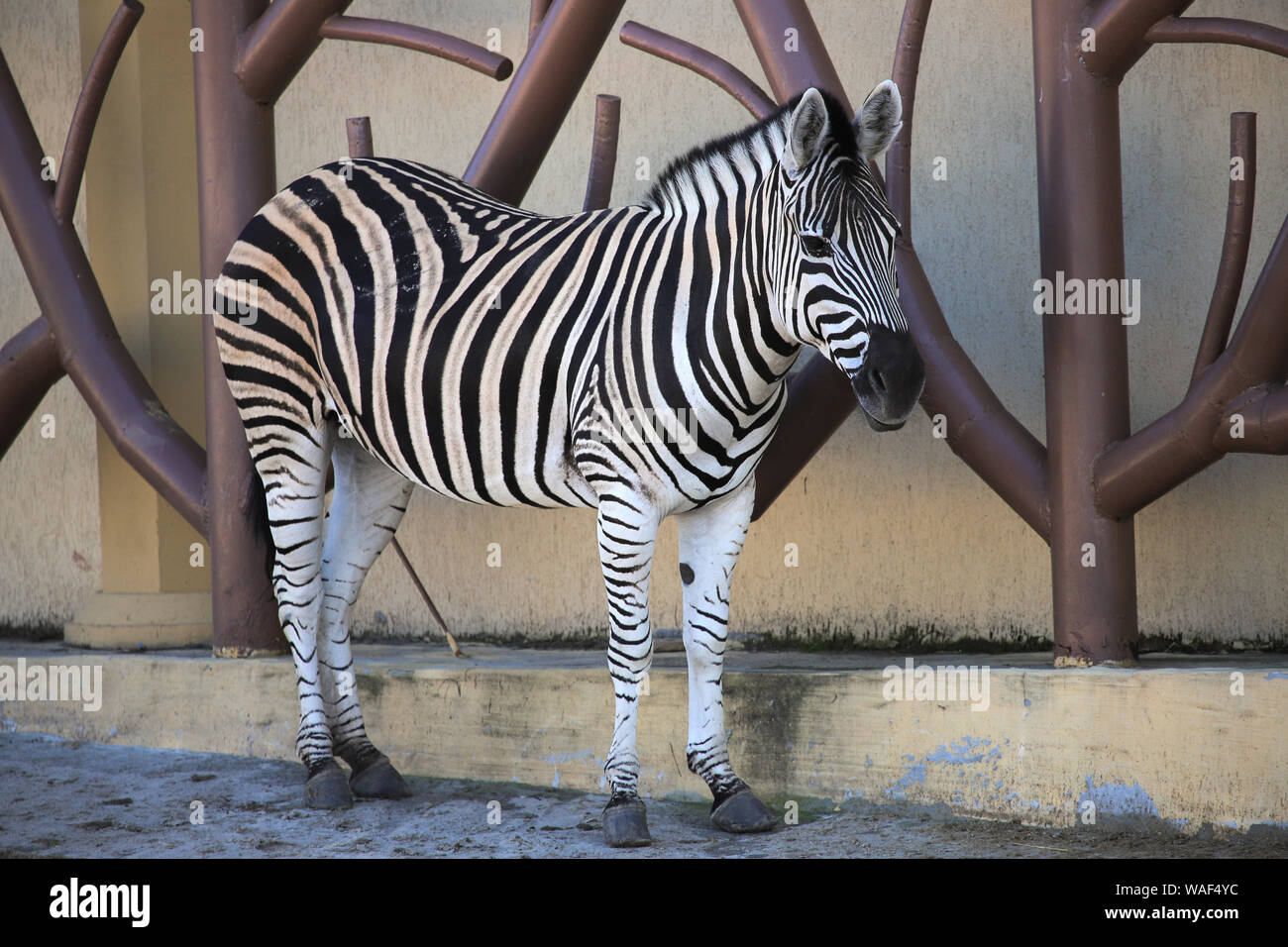 Zebra in the zoo Stock Photo - Alamy