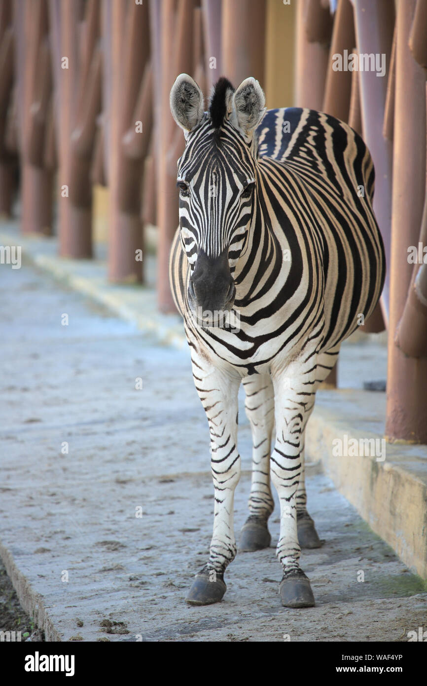 Zebra in the zoo Stock Photo - Alamy