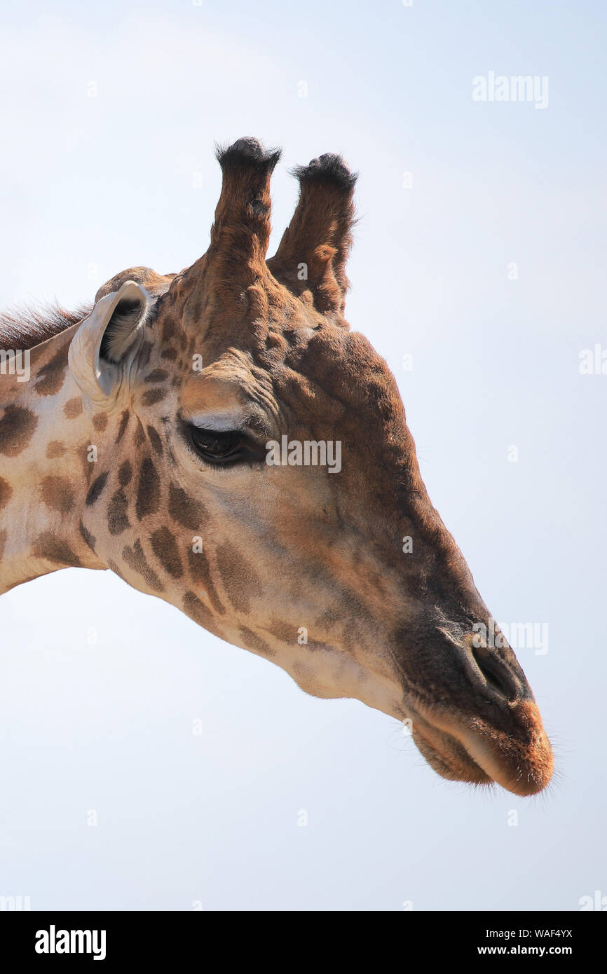 Giraffe head close up in the zoo Stock Photo - Alamy