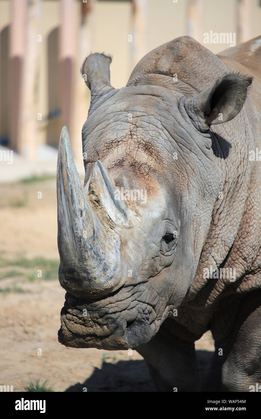 Rhinoceros head in the zoo Stock Photo - Alamy