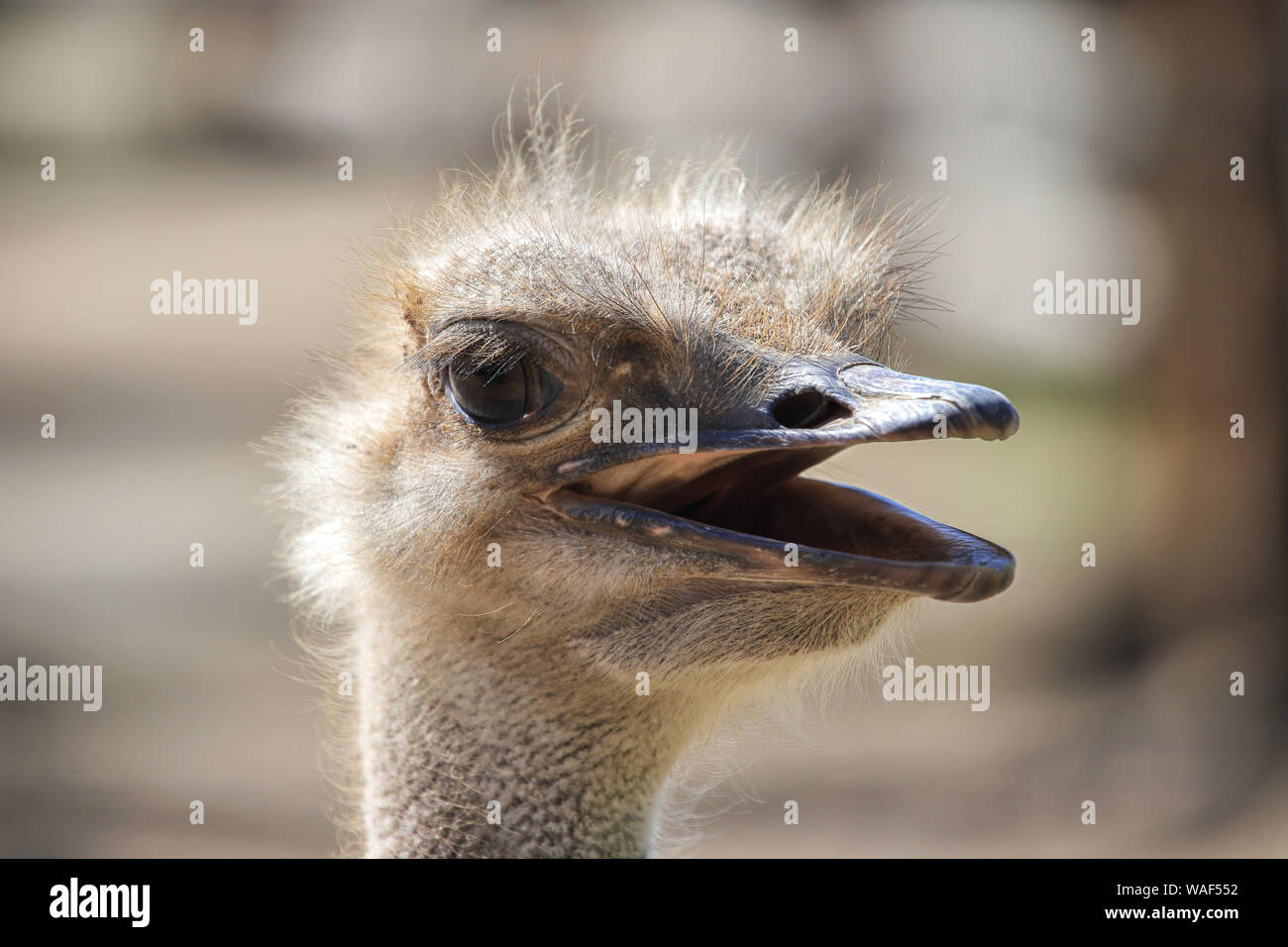African ostrich portrait hi-res stock photography and images - Alamy