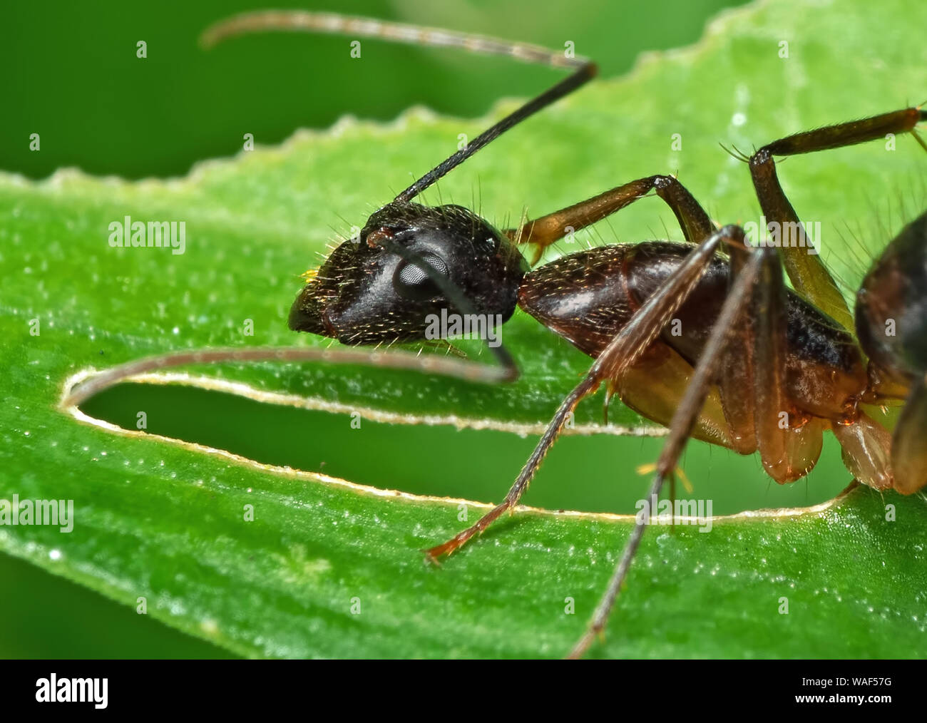 Macro Photography of Ant on Green Leaf Isolated on Background Stock ...