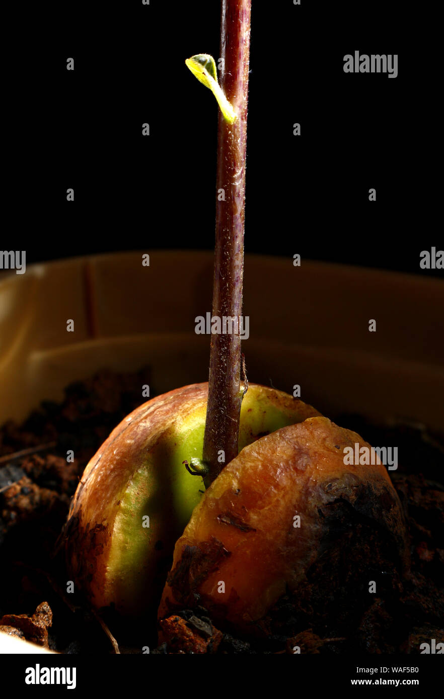 Avocado roots hi-res stock photography and images - Alamy