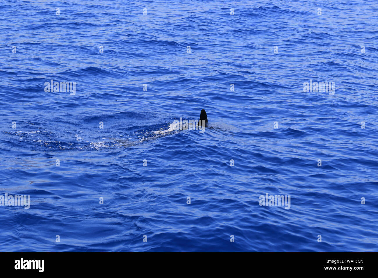 Dolphin fin hi-res stock photography and images - Alamy