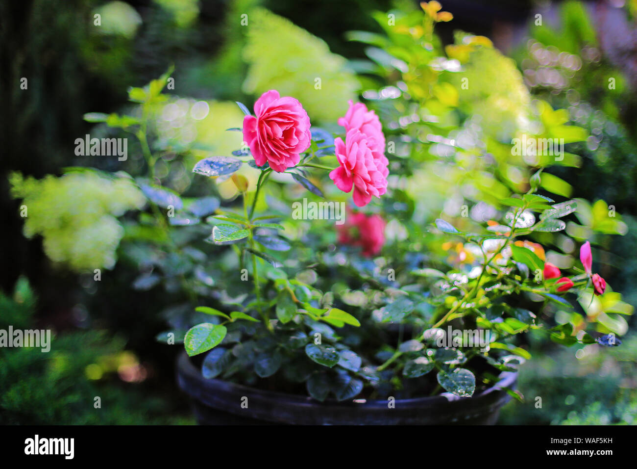Red roses in the flowerbed after rain Stock Photo - Alamy