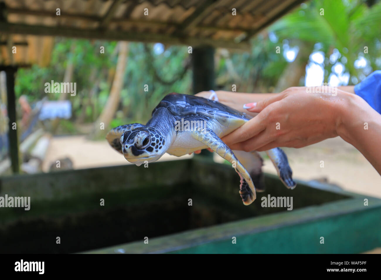 Hands and turtle hi-res stock photography and images - Alamy
