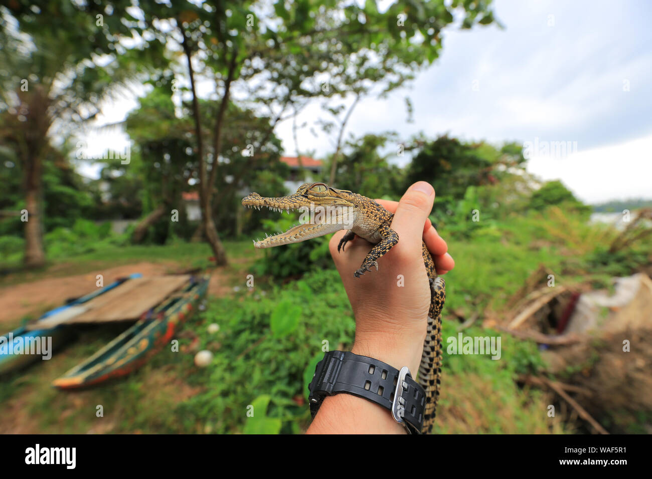 Baby crocodile in human hands Stock Photo - Alamy