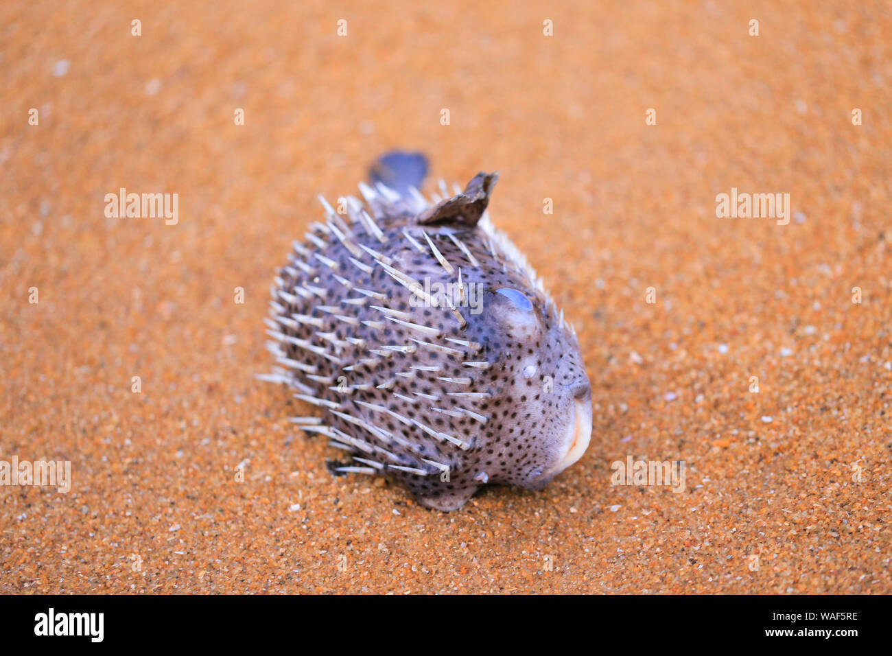 Dead puffer fish on the sand Stock Photo - Alamy