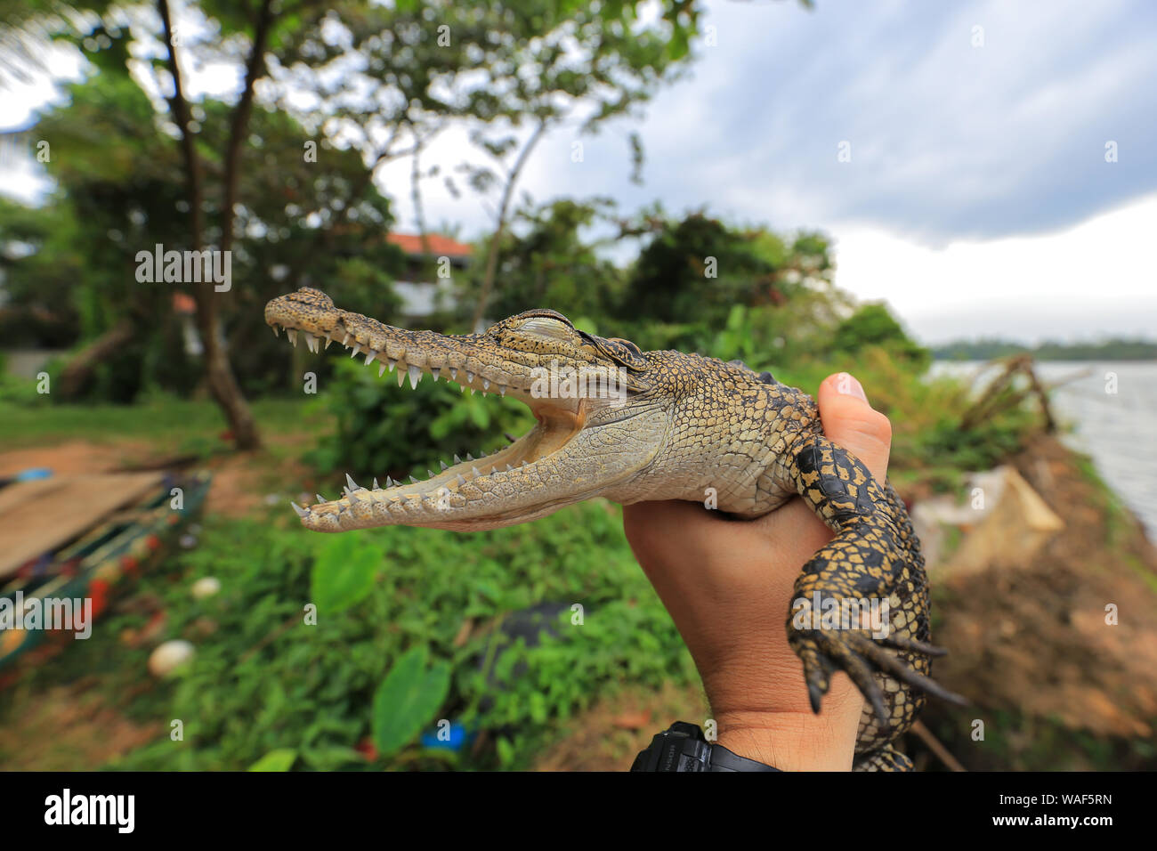Baby crocodile in human hands Stock Photo - Alamy