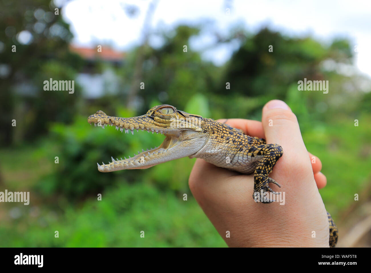 Little baby crocodile hi-res stock photography and images - Alamy