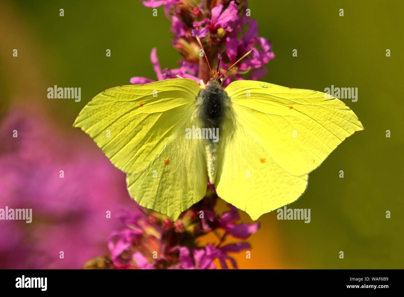 Brimstone butterfly open wings hi-res stock photography and images - Alamy