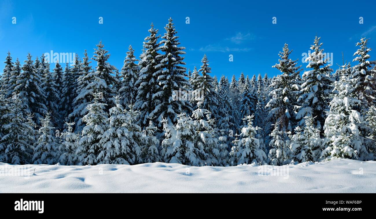 Panorama, deep snow-covered untouched winter landscape, spruces (Picea ...