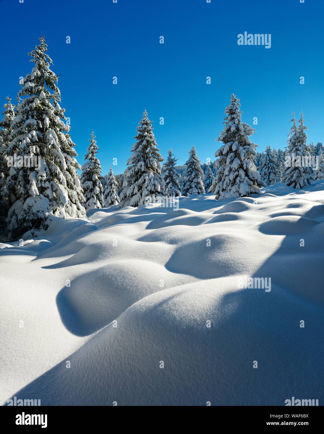 Deep meadow hi-res stock photography and images - Alamy