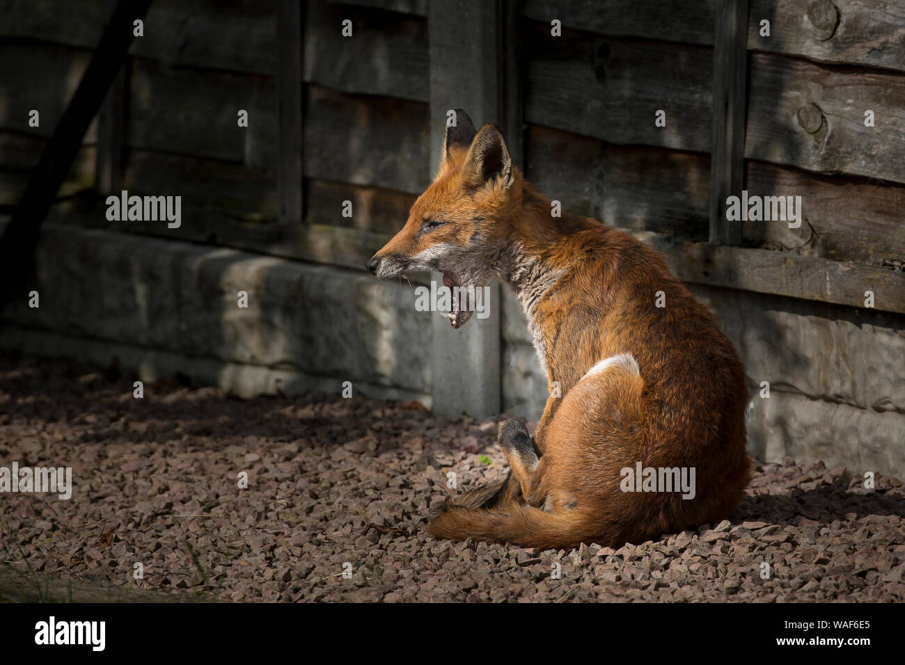 Fox mouth open hi-res stock photography and images - Alamy