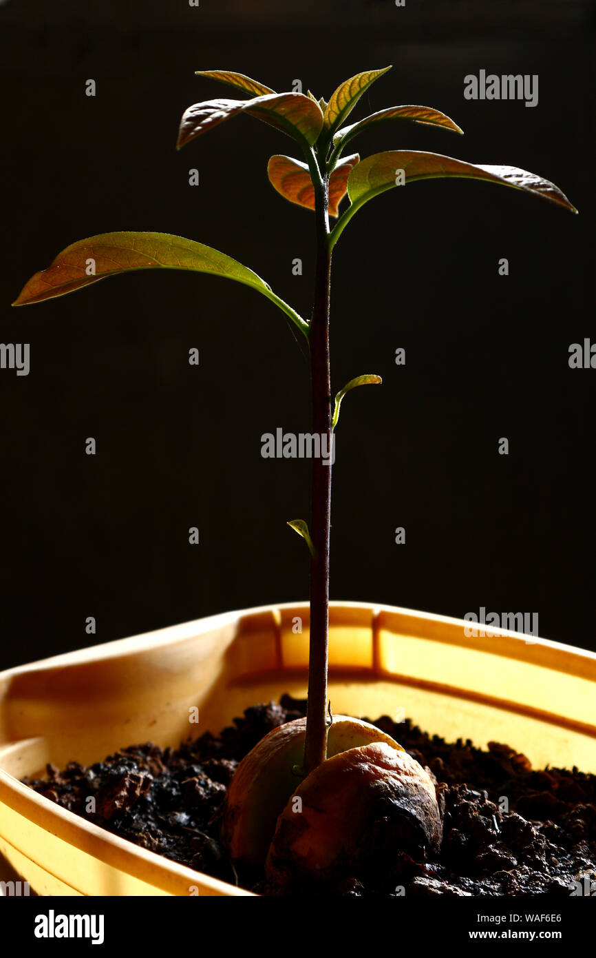 Avocado Roots High Resolution Stock Photography and Images - Alamy