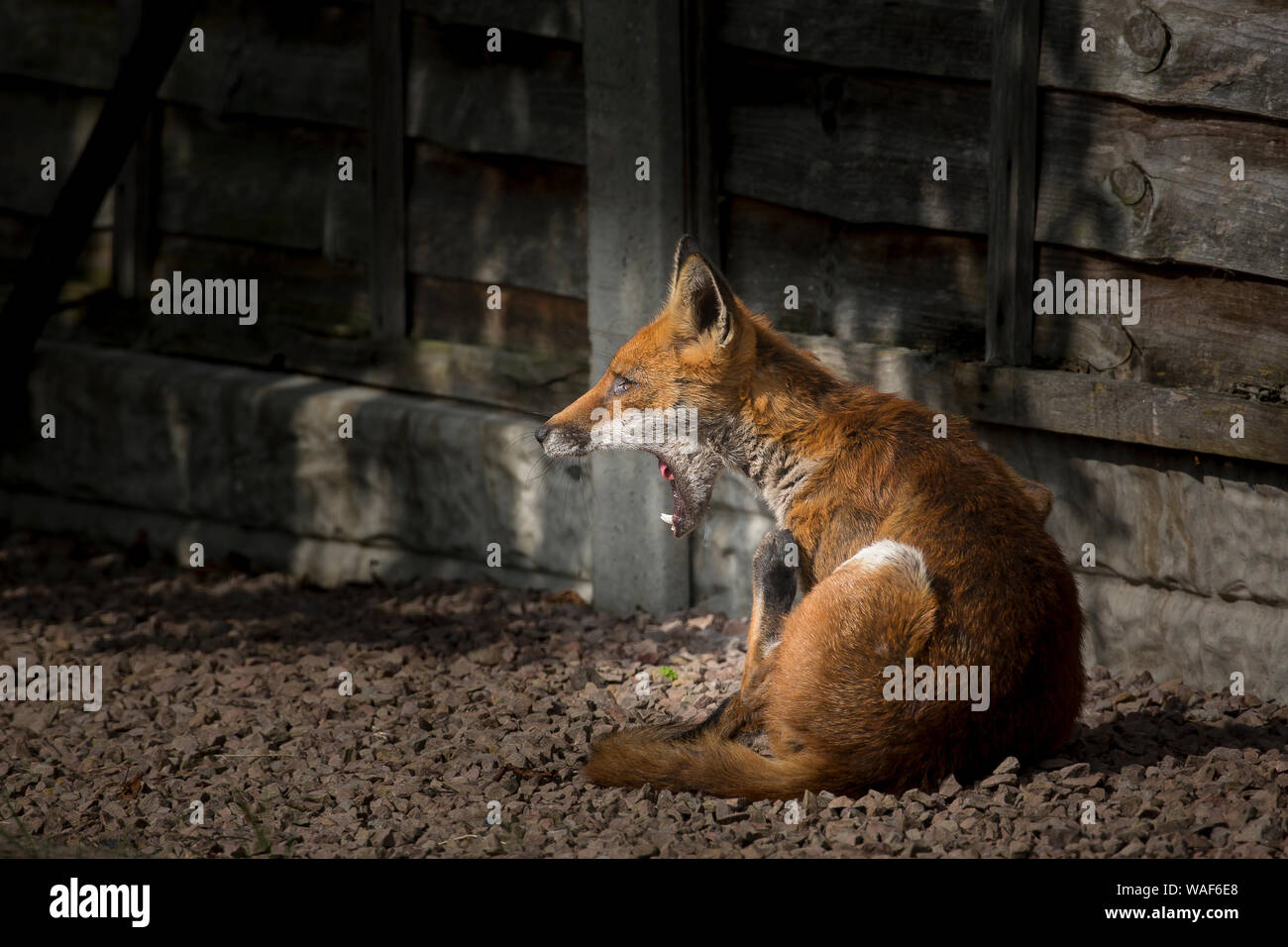 Fox mouth open hi-res stock photography and images - Alamy