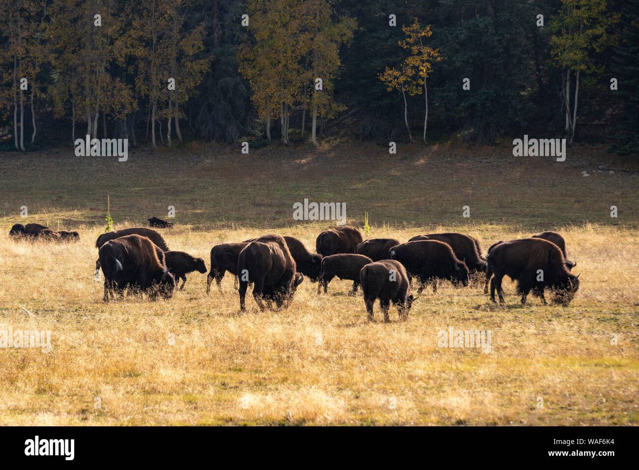 Crossing of american bison bison bison domestic cattle bos taurus hi ...