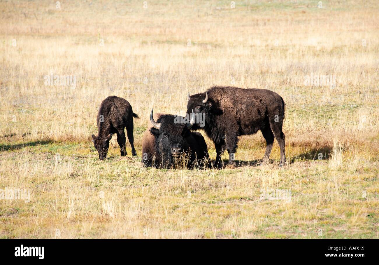 Animal family with young animal, pasture with Beefalos or Cattalos on a ...