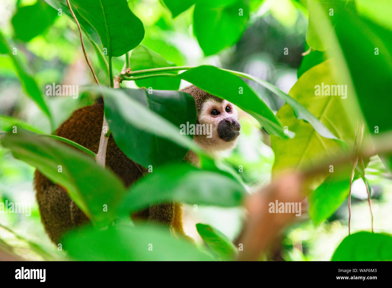 Monkey sitting on tree behind leaves in jungle Stock Photo - Alamy