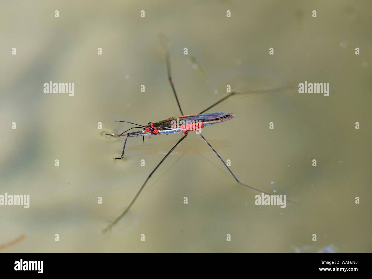 Common pond skater (Gerris lacustris) with red mites on water surface ...