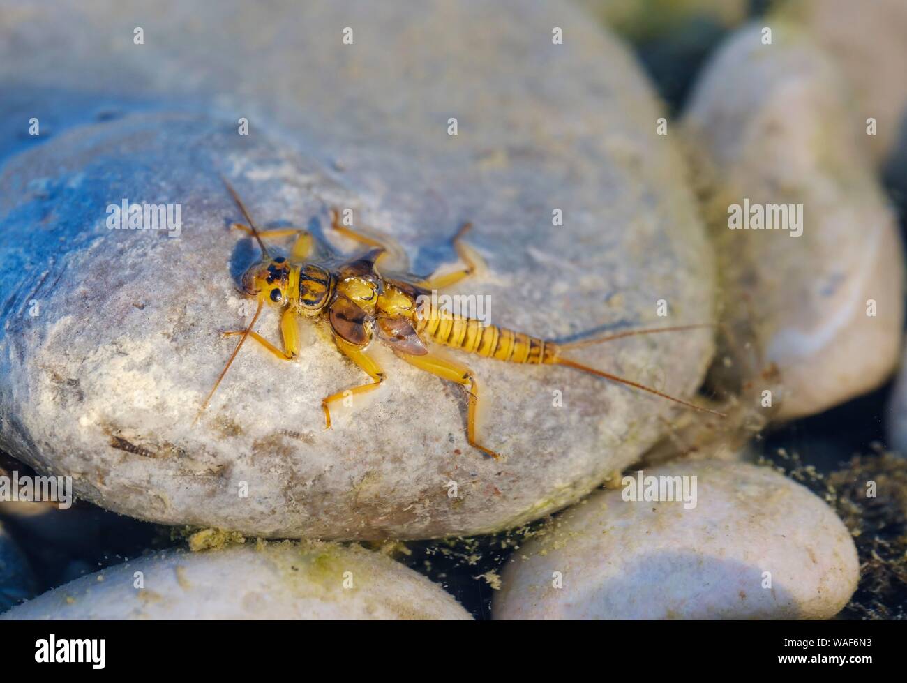 Larvae of a stonefly (Plecoptera) on stone in shallow water, Isar ...