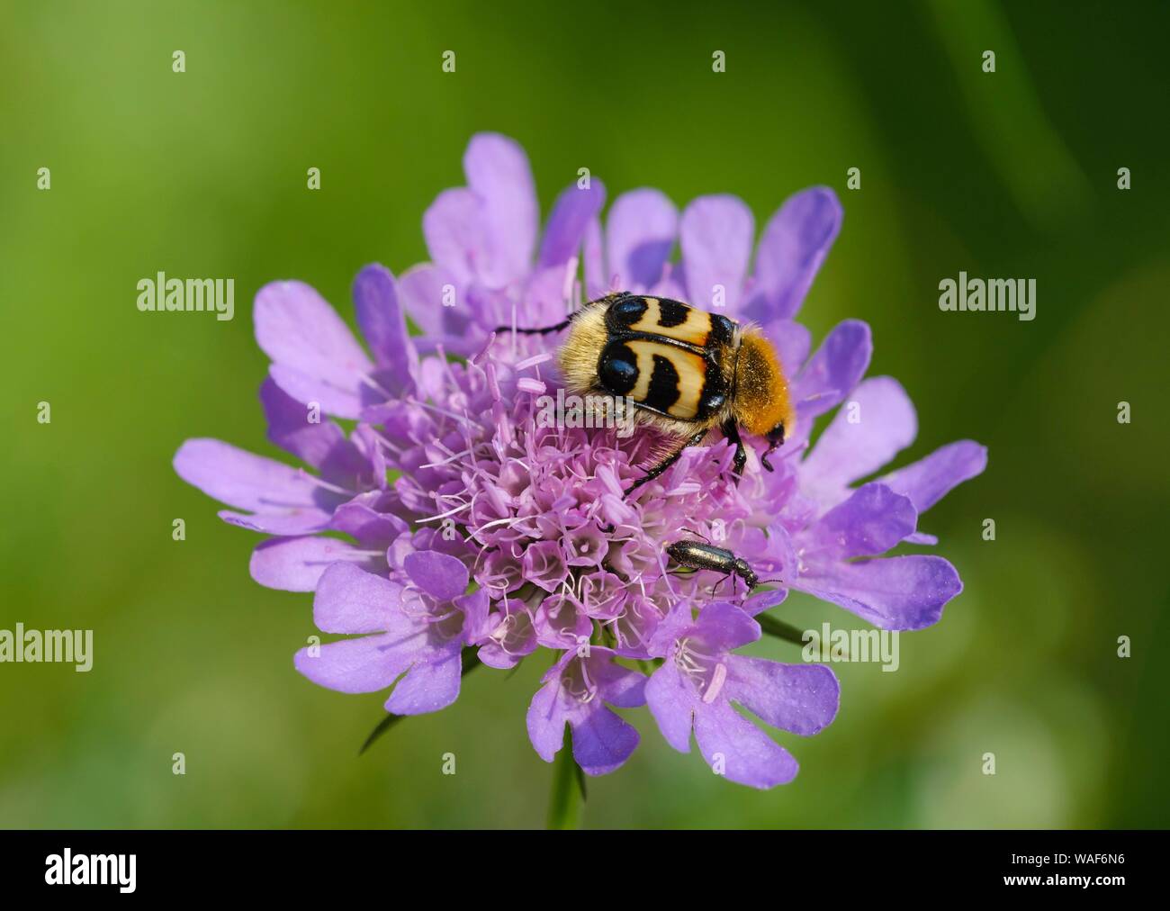 Bee beetle (Trichius fasciatus) on flower of Pigeon scabious (Scabiosa ...