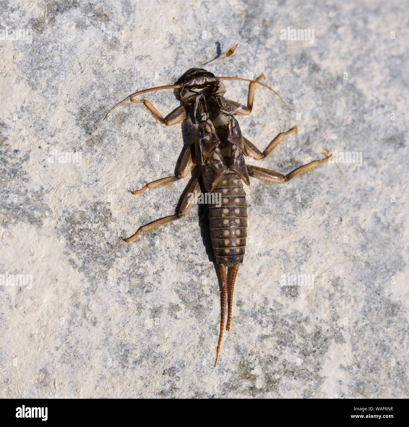Plecoptera hi-res stock photography and images - Alamy