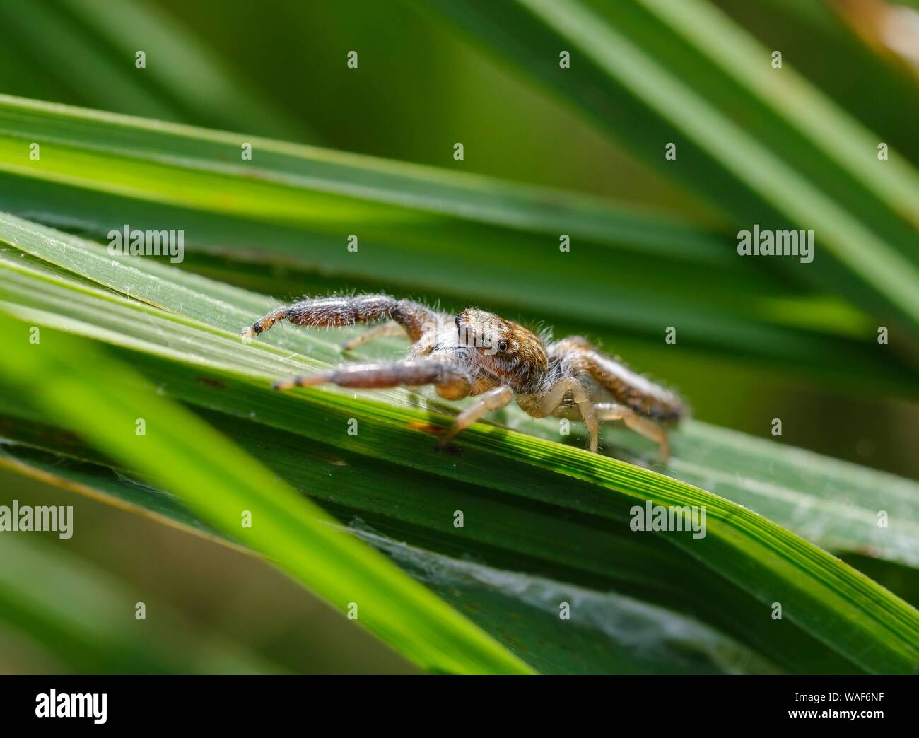 Spring spider (Mendoza canestrinii) in grass, females, Nature Reserve ...