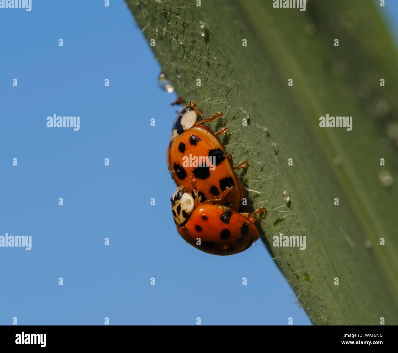 Asian lady beetle harmonia axyridis hi-res stock photography and images ...