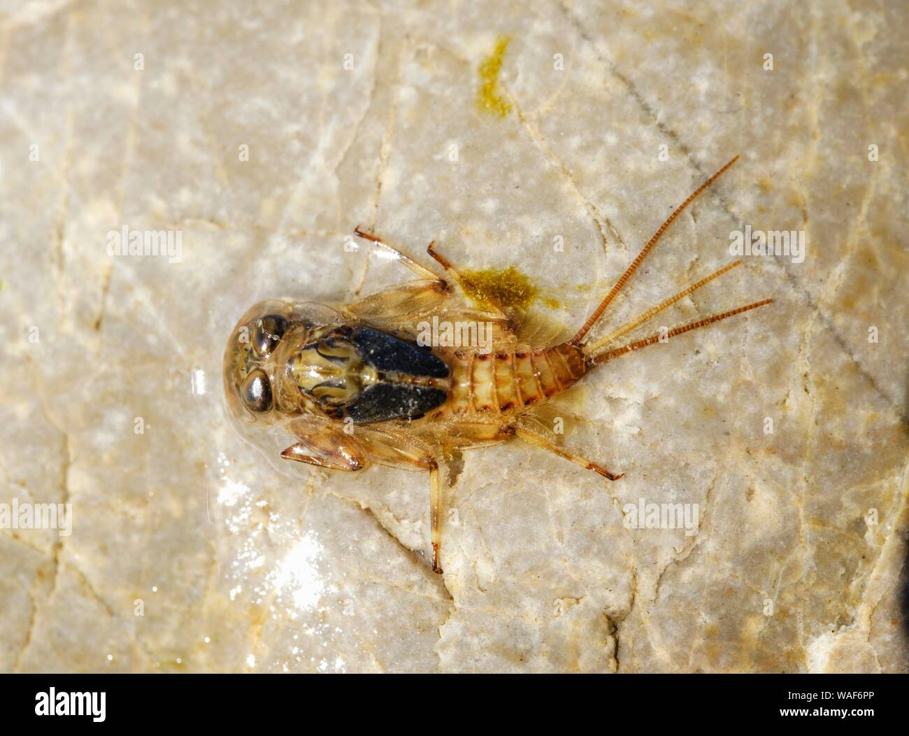 Ephemeroptera Larvae
