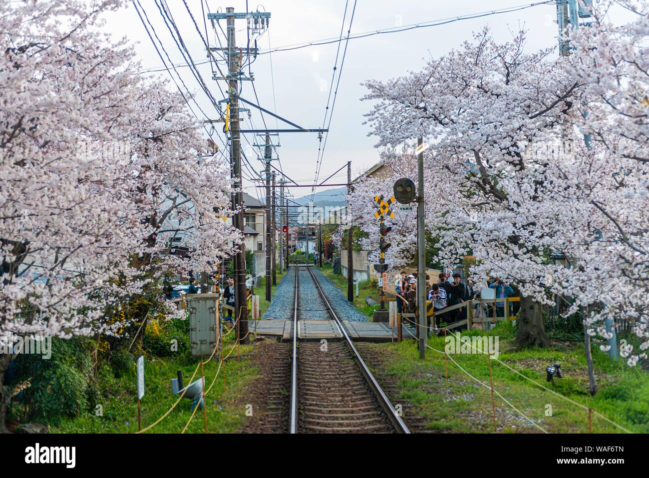 Tracks between blossoming cherry trees, Kyoto, Japan Stock Photo - Alamy