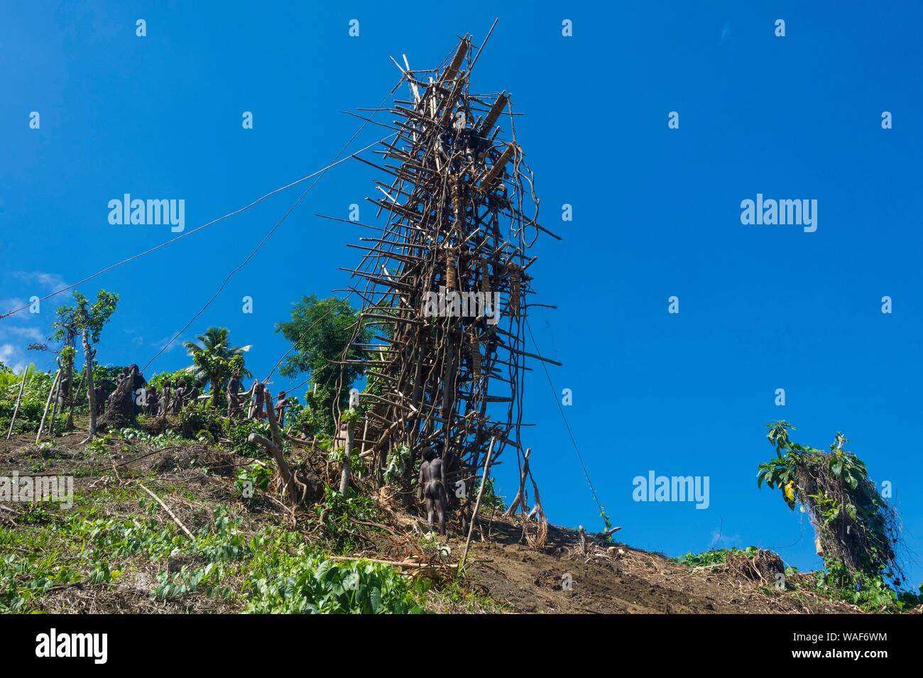 Bamboo tower for Pentecost land diving, Pentecost, Vanuatu Stock Photo ...