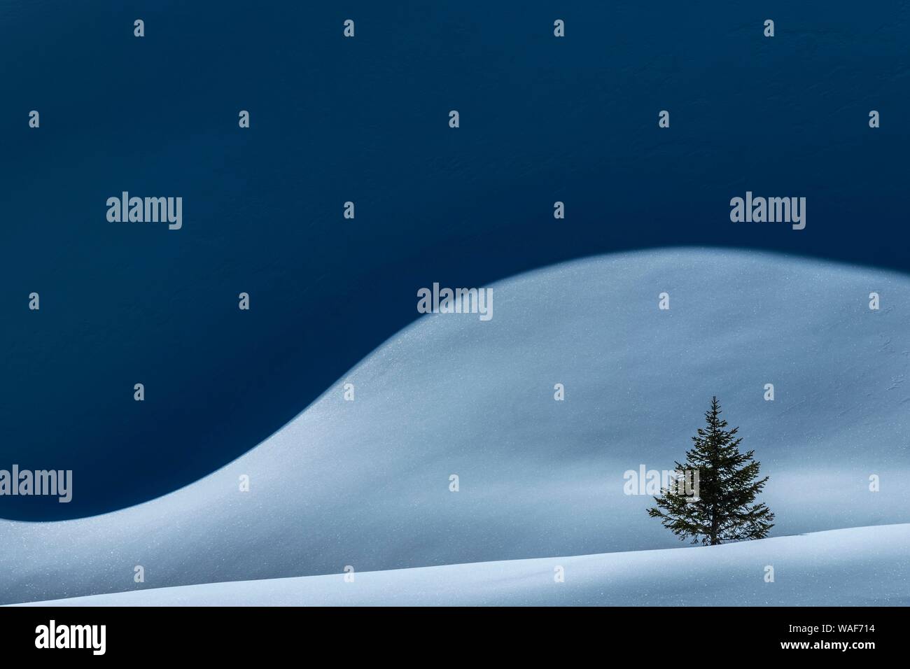 Small Spruce (Picea) on snow surface with light and shadow, Berwang ...