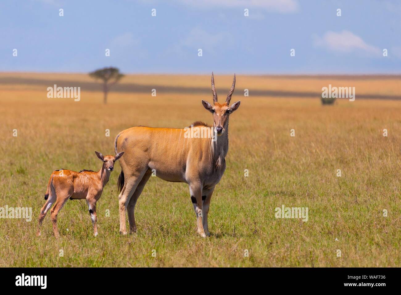 Common elands (Taurotragus oryx), female with calf, Masai Mara National ...