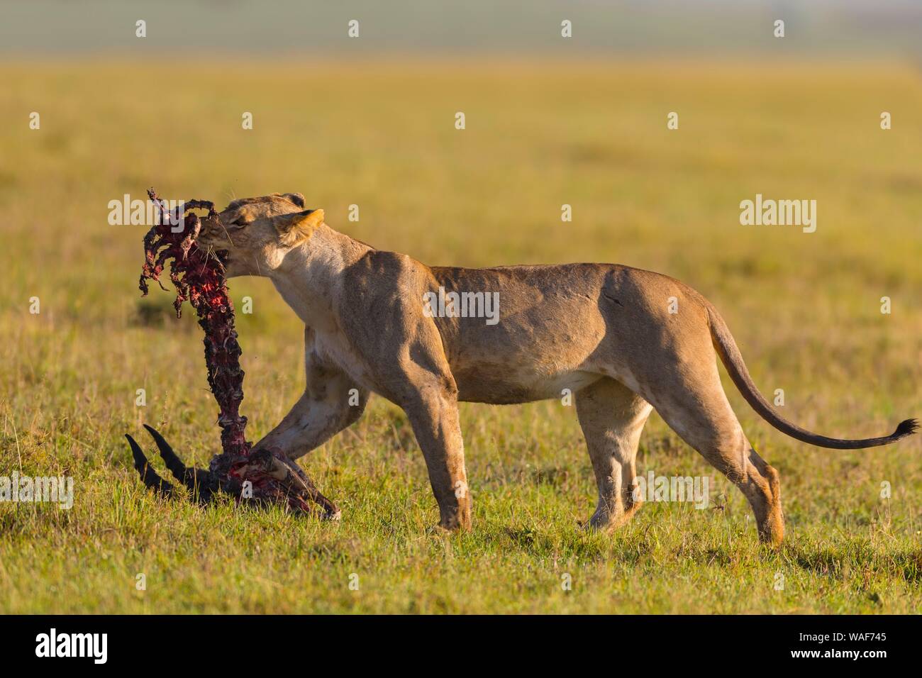 Skeleton lion panthera leo hi-res stock photography and images - Alamy