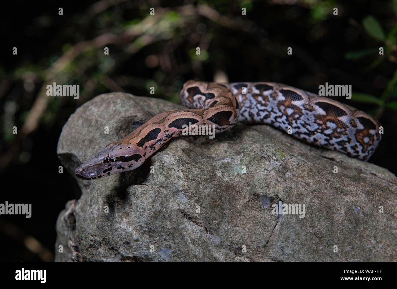 Malagasy ground boa (Acrantophis madagascariensis) winds on stone, Nosy ...