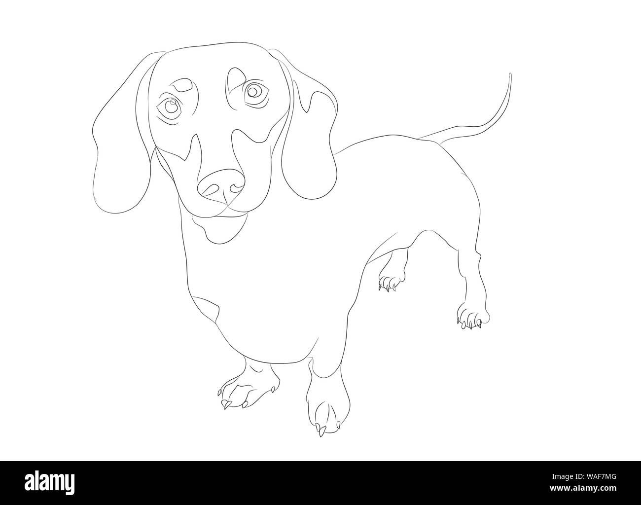dog stands lines, vector, white background, vector Stock Vector Image ...