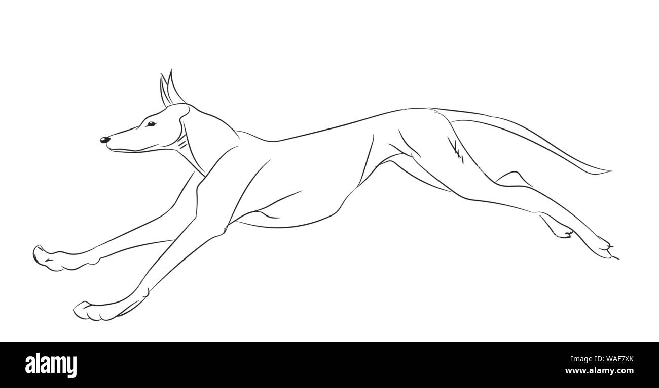 dog running, lines, vector, white background Stock Vector Image & Art ...