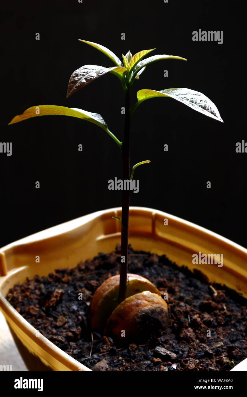 Avocado Roots High Resolution Stock Photography and Images - Alamy