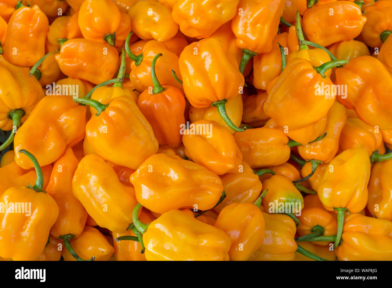Peanut peppers hi-res stock photography and images - Alamy
