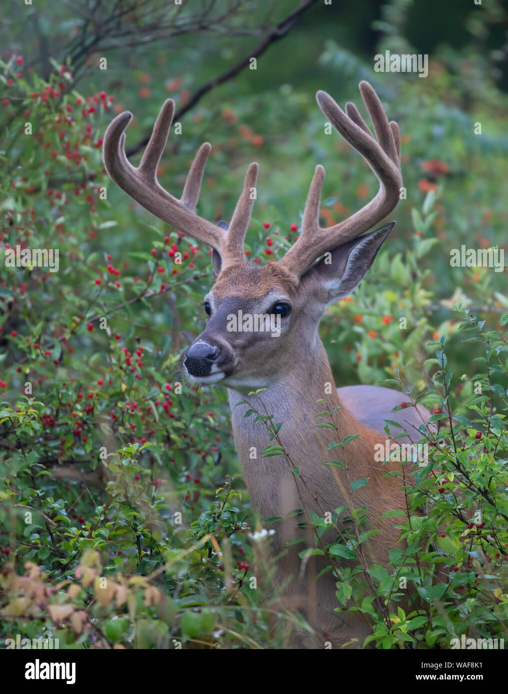 Buck and antlers closeup hi-res stock photography and images - Alamy