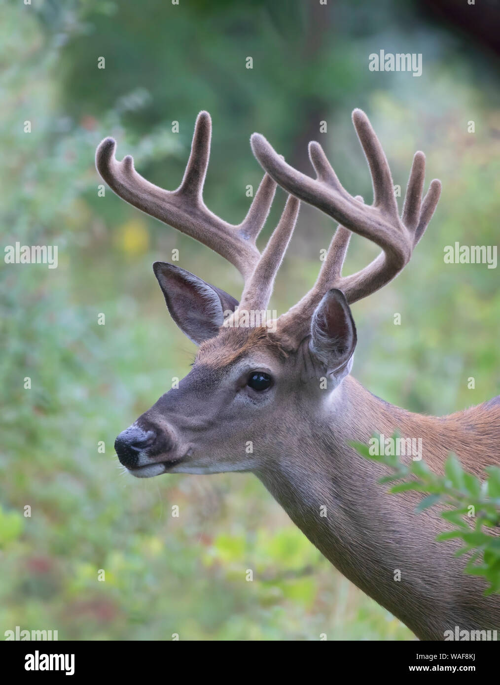 White-tailed deer buck (Odocoileus virginianus) with velvet antlers in ...