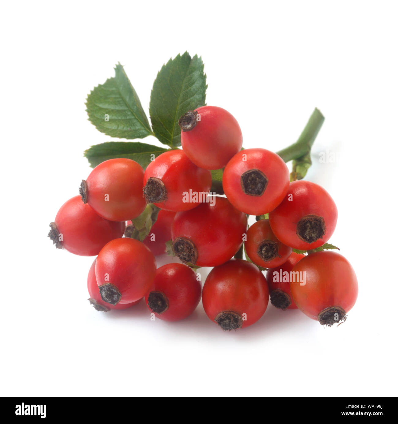 Rosehip berries Cut Out Stock Images & Pictures - Alamy