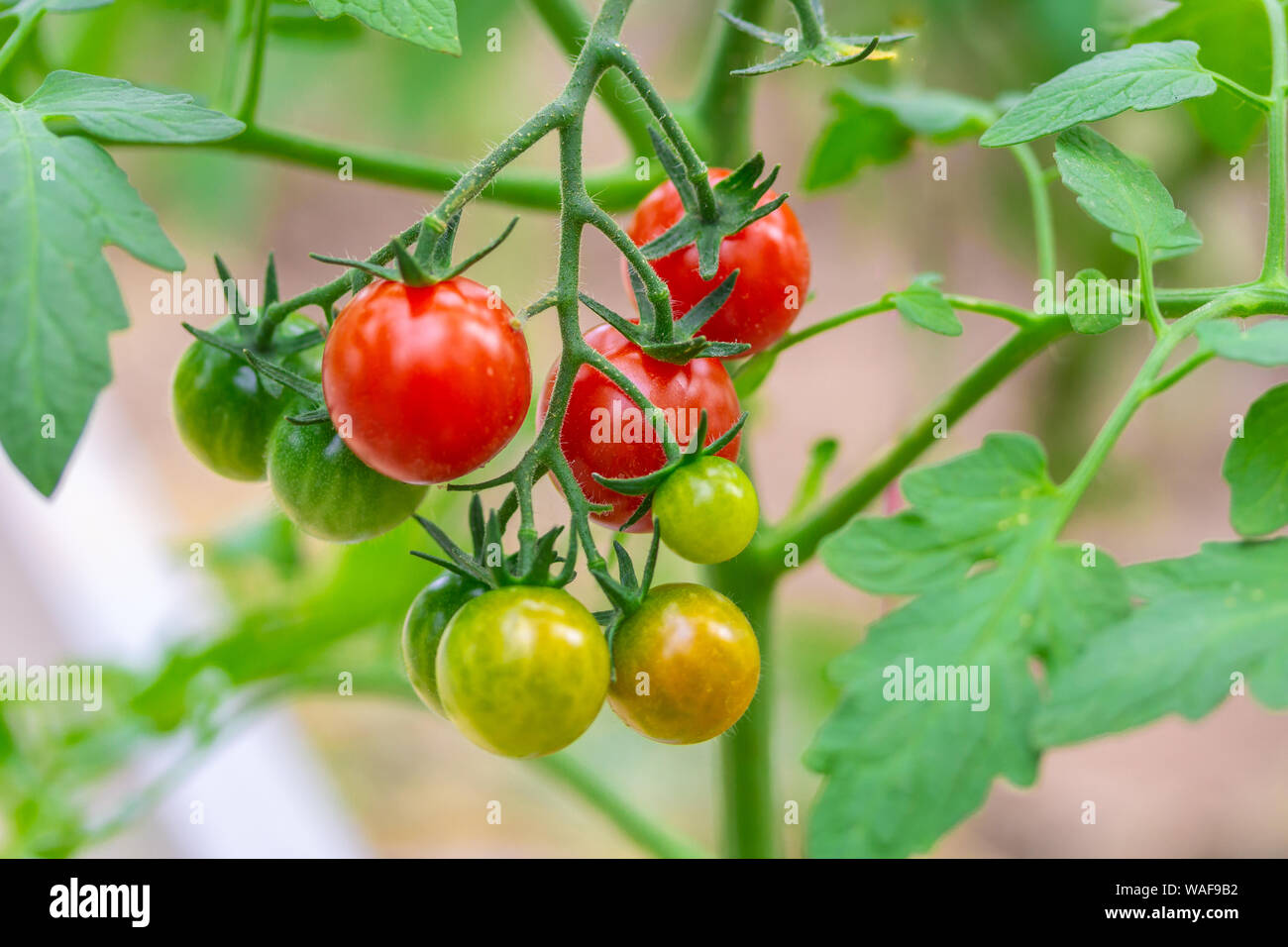 Fresh ripe red and not ripe yet tomatoes hanging on the vine of a ...