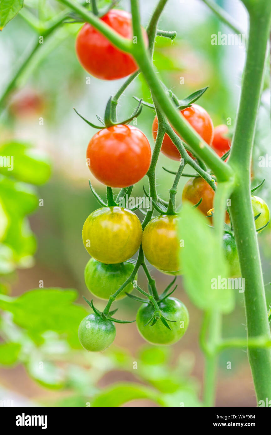 Fresh ripe red and not ripe yet tomatoes hanging on the vine of a ...