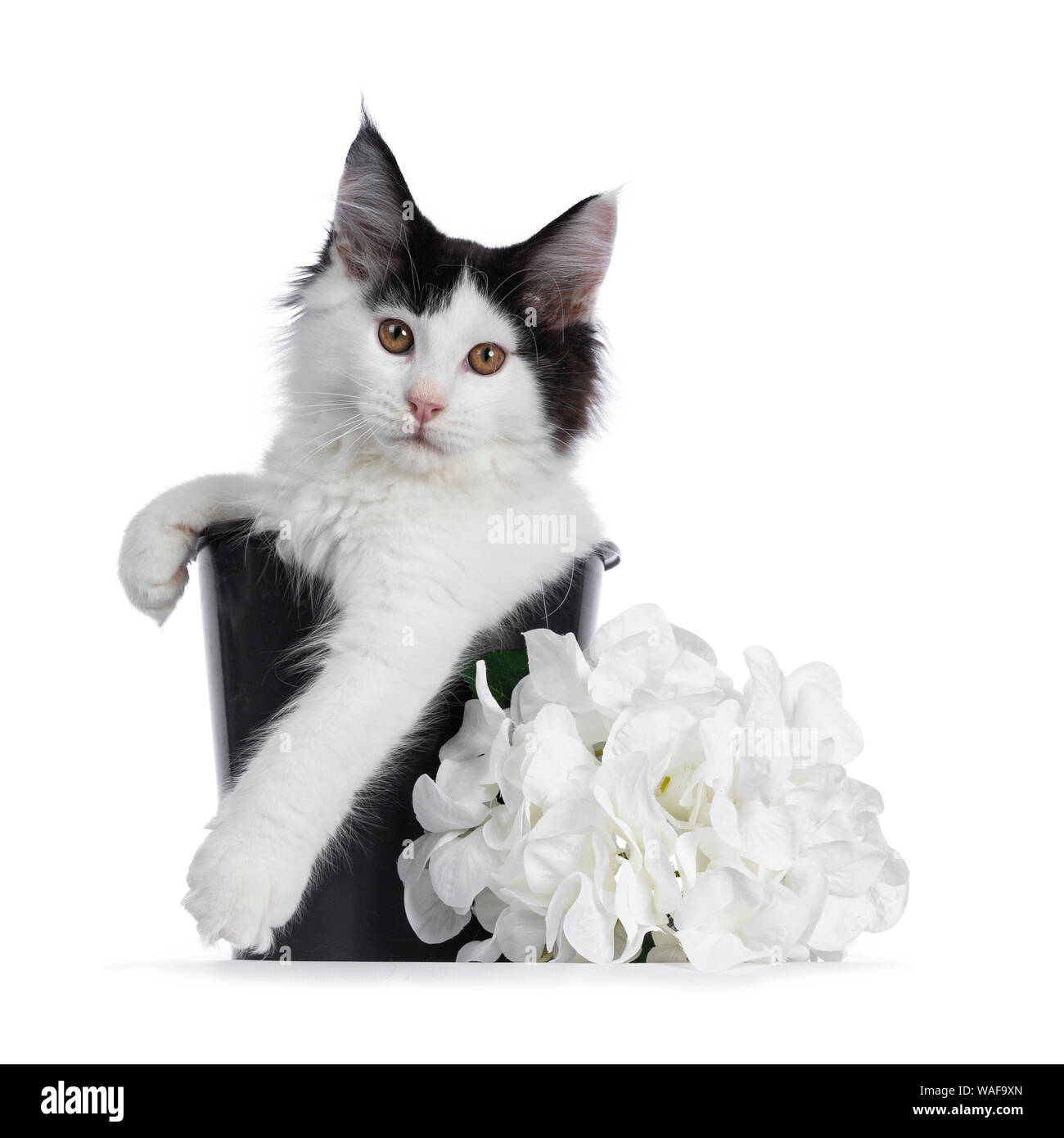 Handsome black and white Maine Coon cat kitten, sitting in black bucket ...